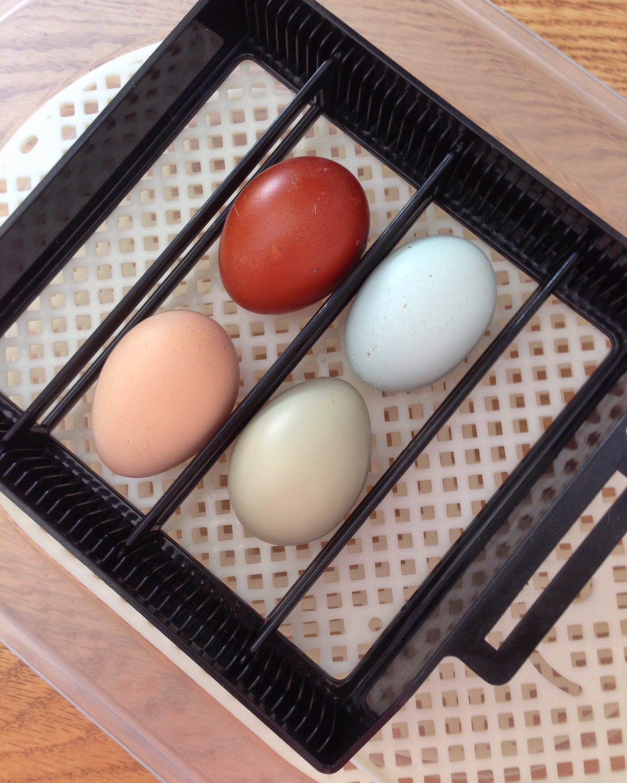 Photos – Rabbit Bench Family Farm