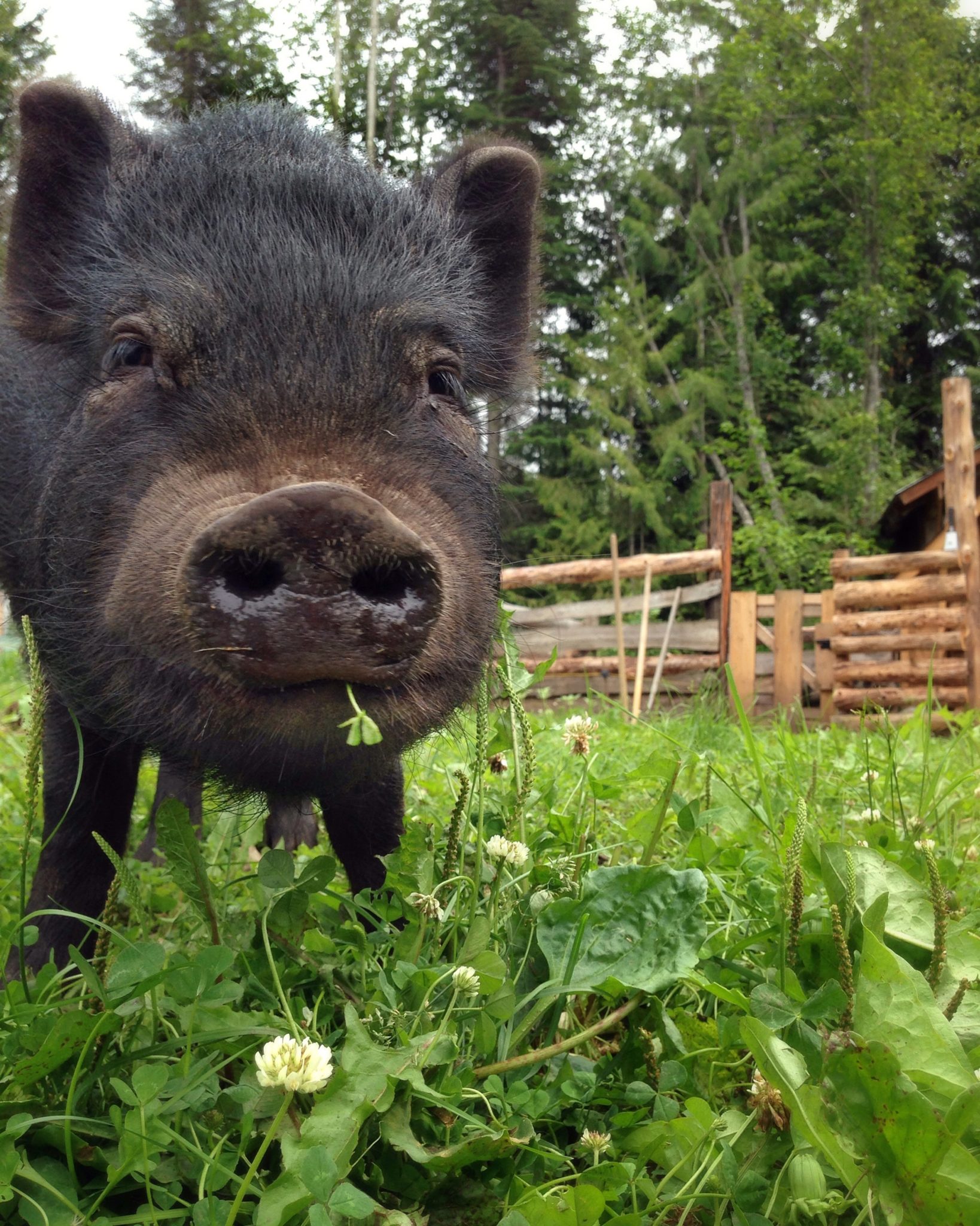 American Guinea Hog Piglets – Rabbit Bench Family Farm